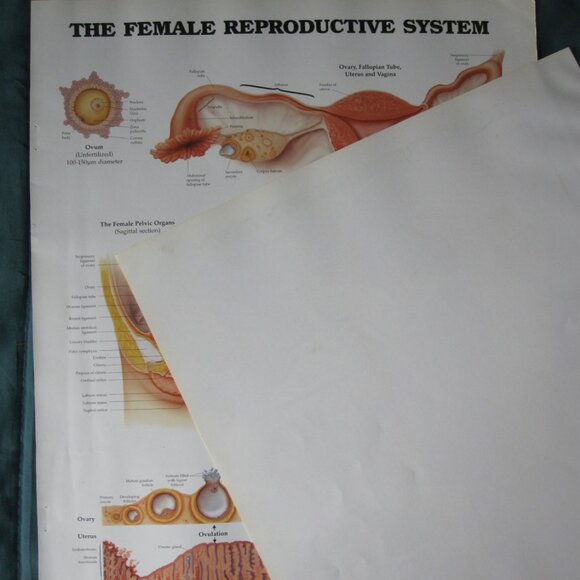 Out of Print | Art | Anatomical Chart 1 X 14 Bookplate Print The Female ...